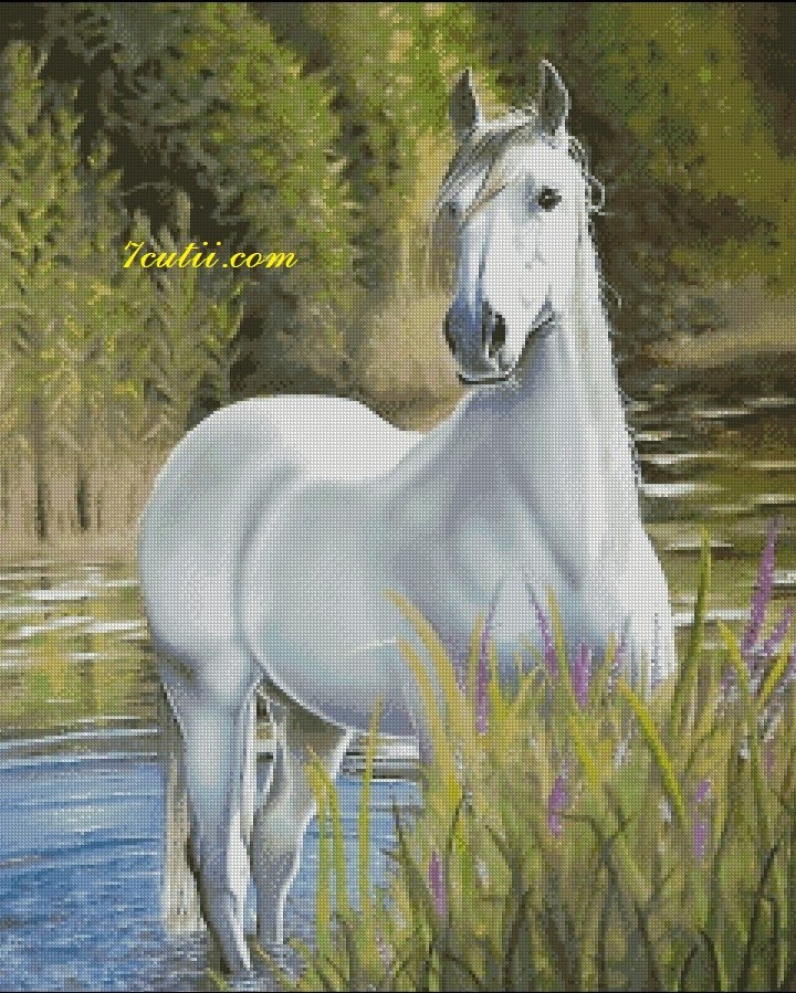 Pictura pe numere - Calul alb - 7cutii.com